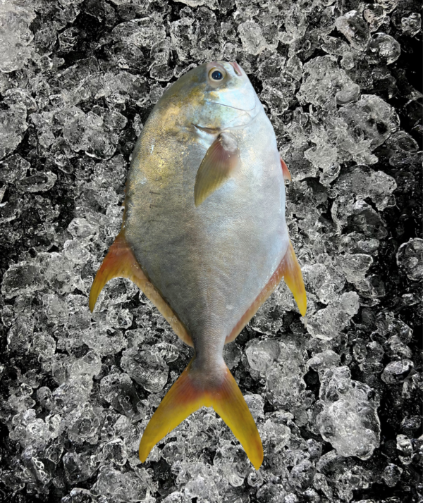 Golden Pomfret (金鲳）