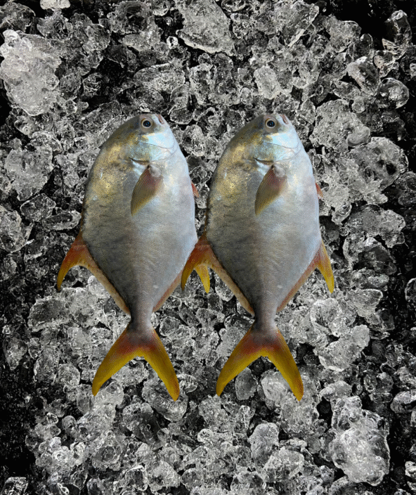 Golden Pomfret (金鲳) x 2