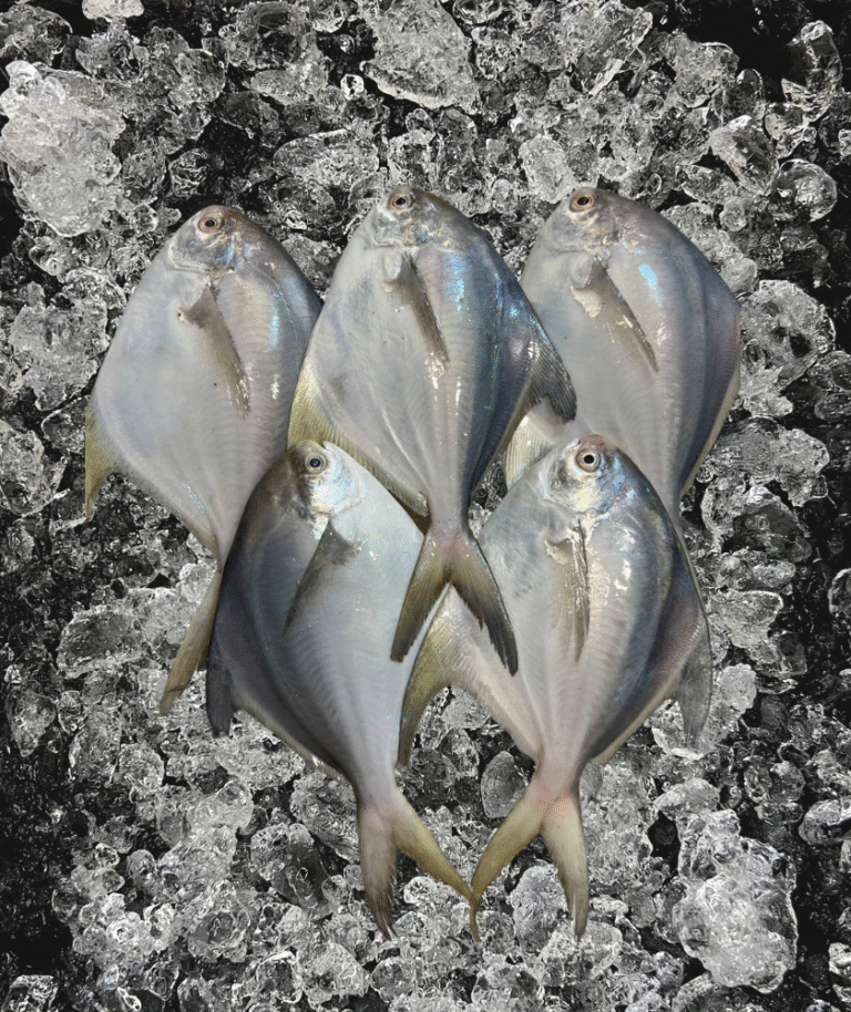Small White Pomfret (小白鲳）